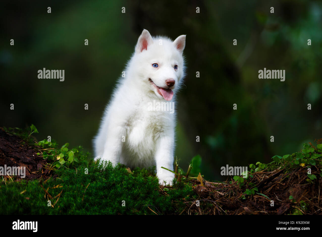 Portrait of the curious husky puppy in a wild forest Stock Photo - Alamy