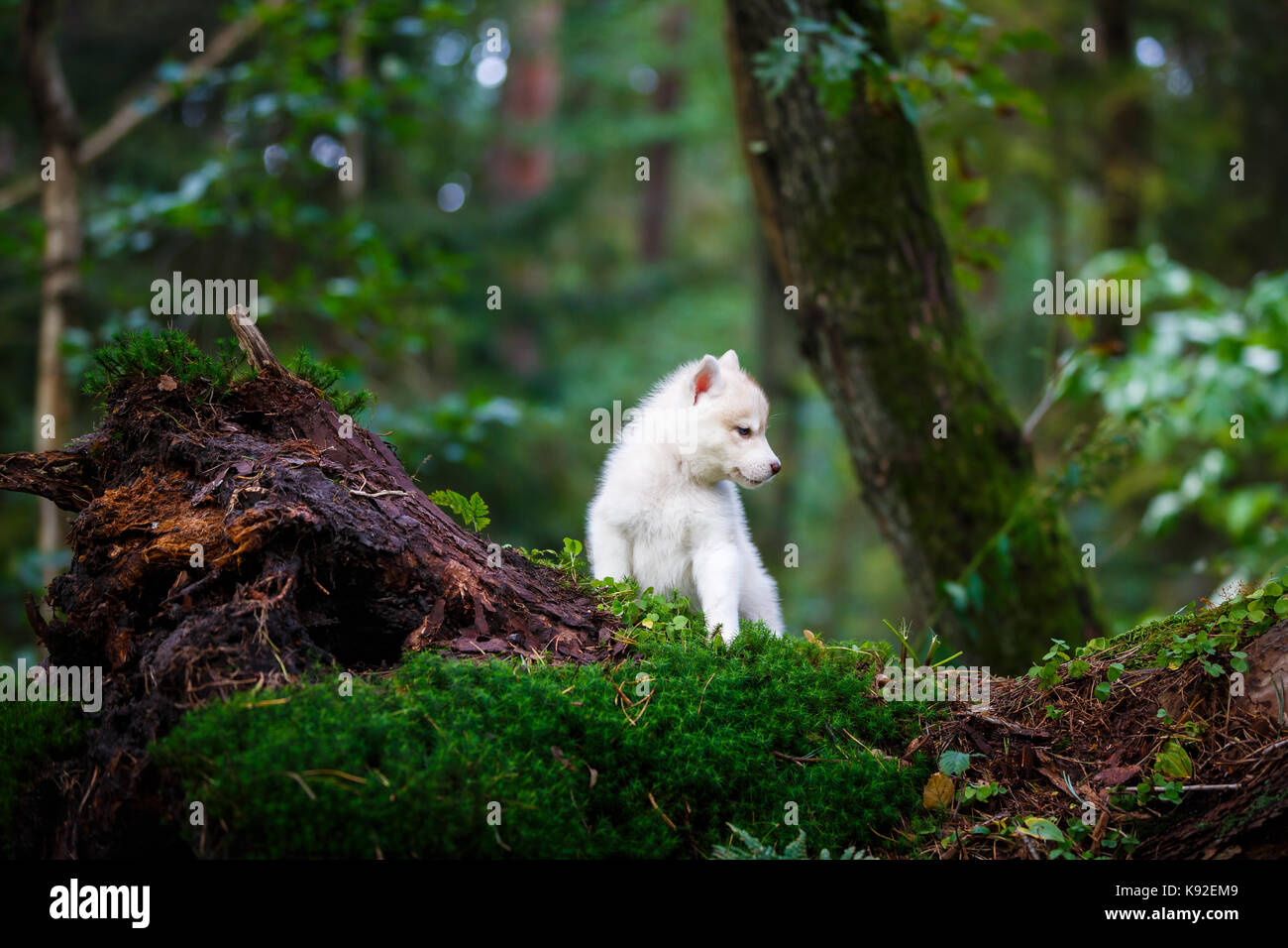Portrait of the curious husky puppy in a wild forest Stock Photo - Alamy