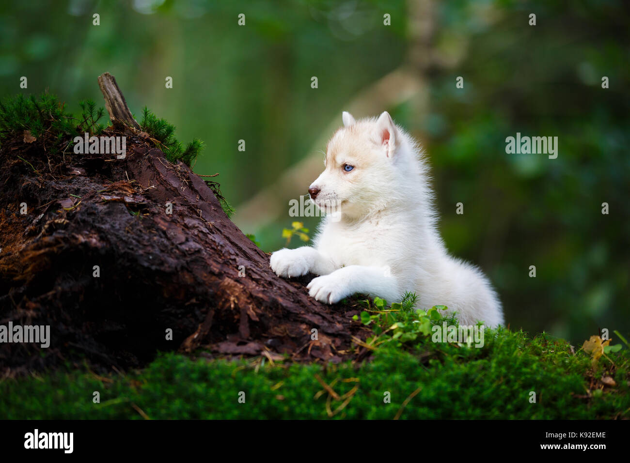 Portrait of the curious husky puppy in a wild forest Stock Photo - Alamy