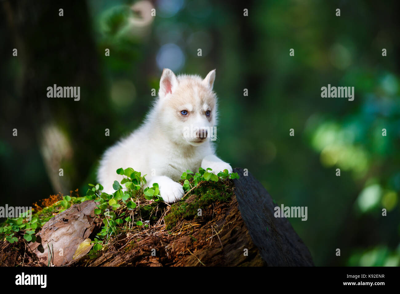 Portrait of the curious husky puppy in a wild forest Stock Photo - Alamy