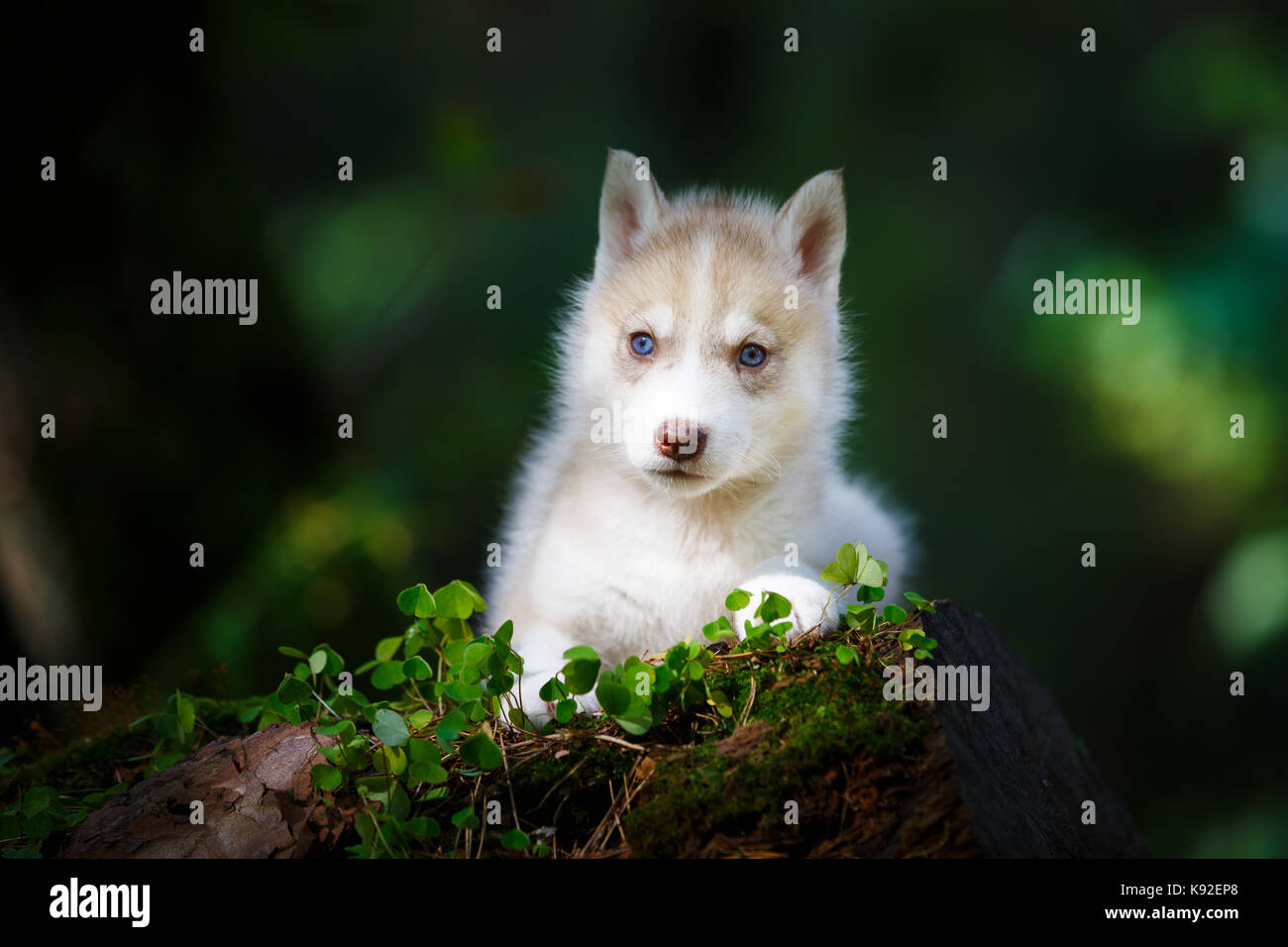 Portrait of the curious husky puppy in a wild forest Stock Photo - Alamy