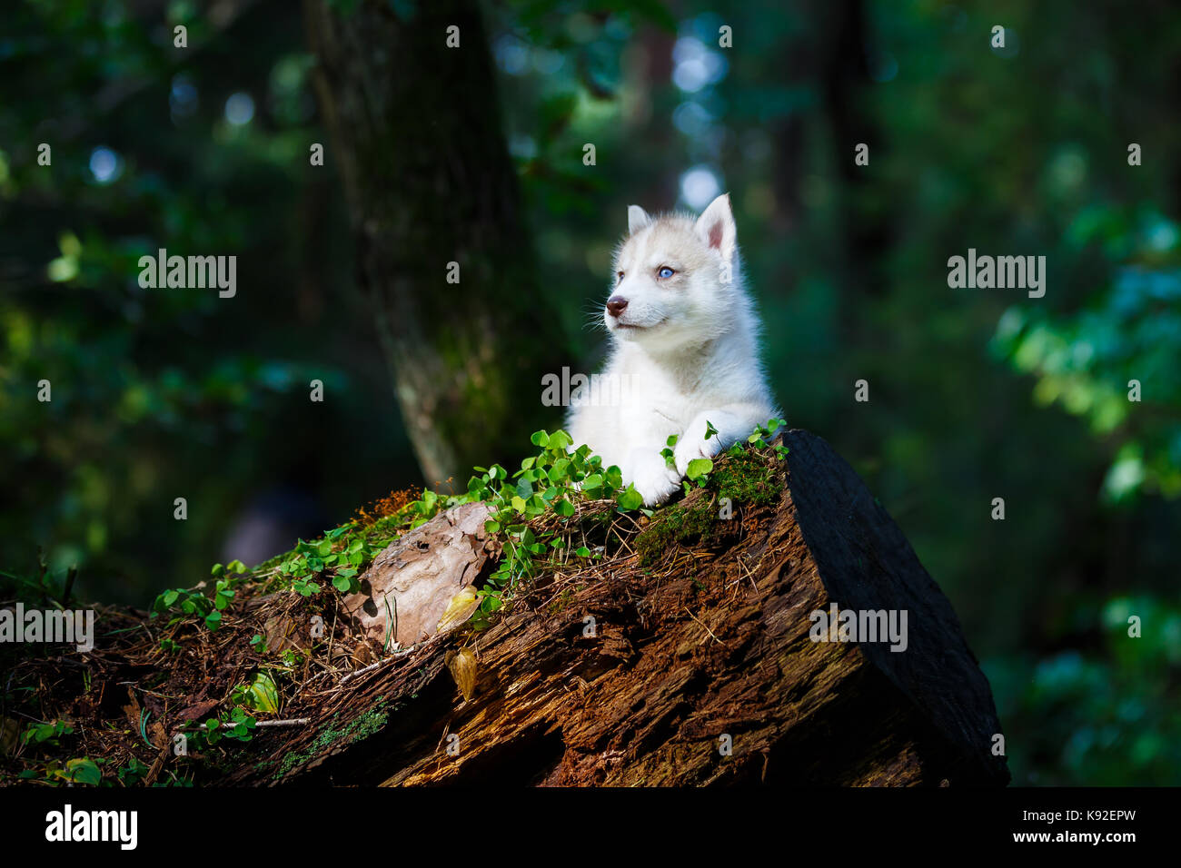 Portrait of the curious husky puppy in a wild forest Stock Photo - Alamy