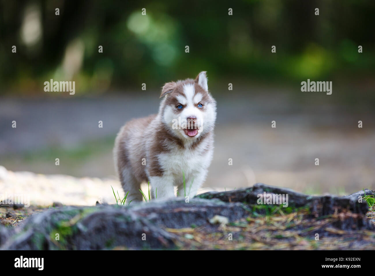 Husky puppy in a wild coniferous forest Stock Photo - Alamy