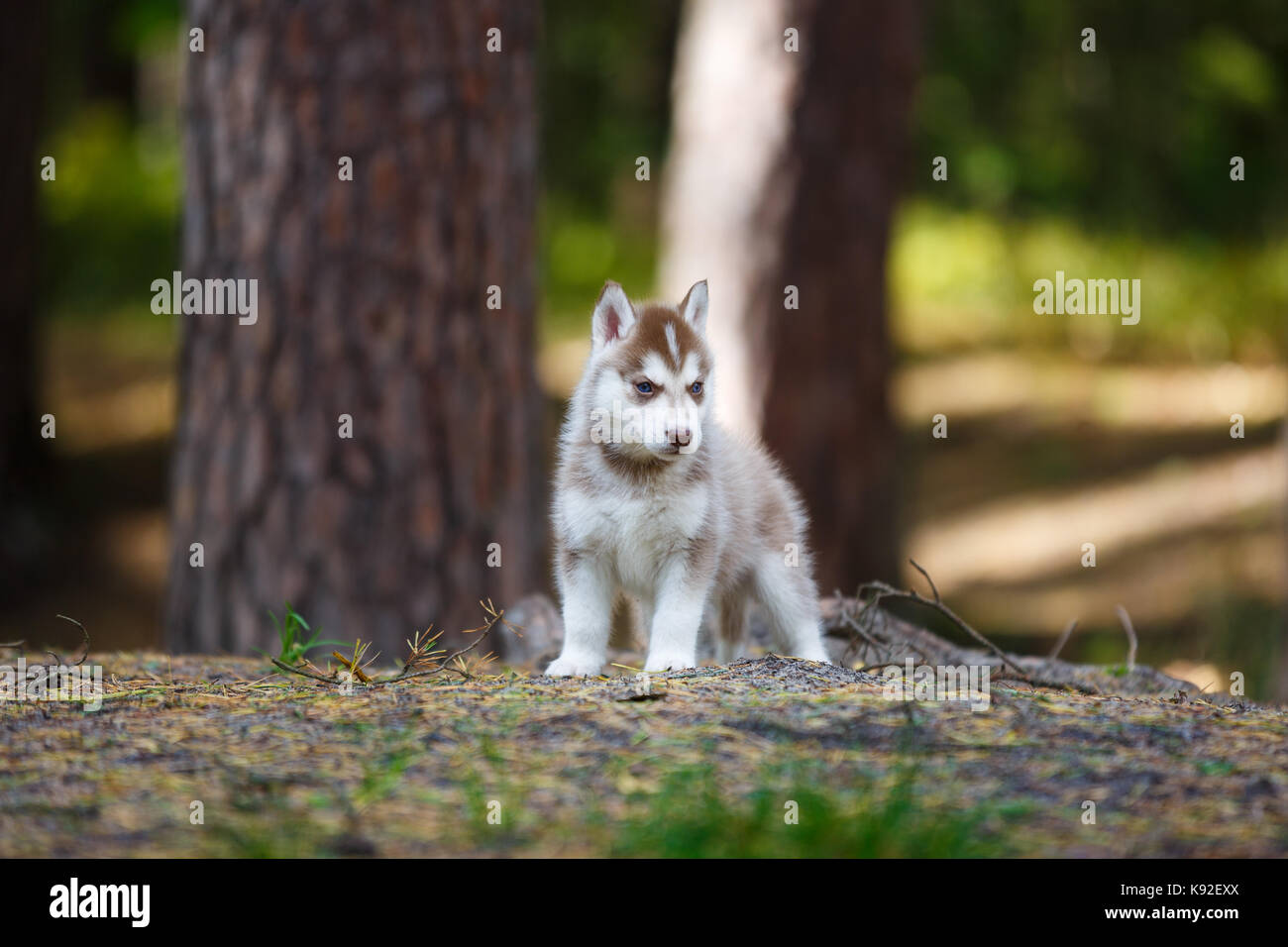 Husky puppy in a wild coniferous forest Stock Photo - Alamy