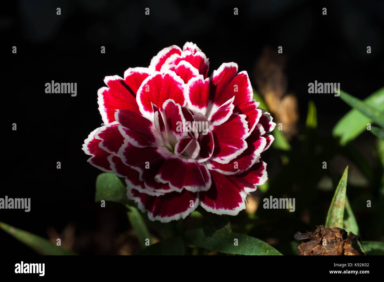 Carnation garden hi-res stock photography and images - Alamy