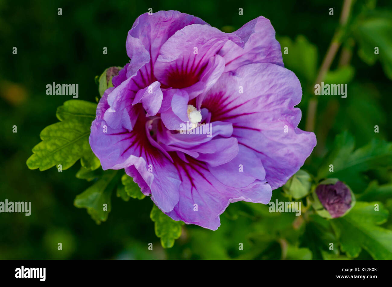 Violet hibiscus hi-res stock photography and images - Alamy