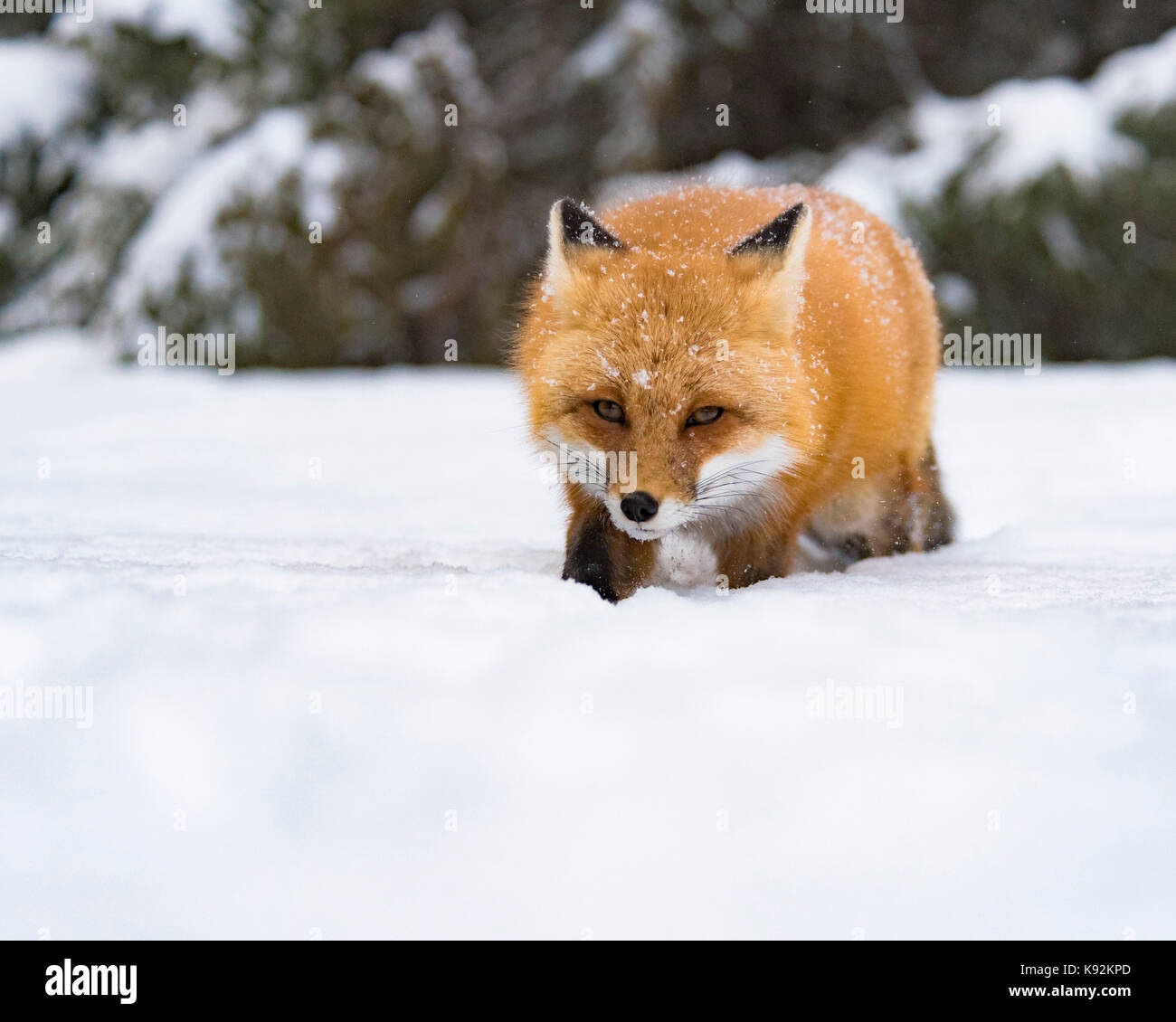 Stalking Fox in Winter Stock Photo - Alamy