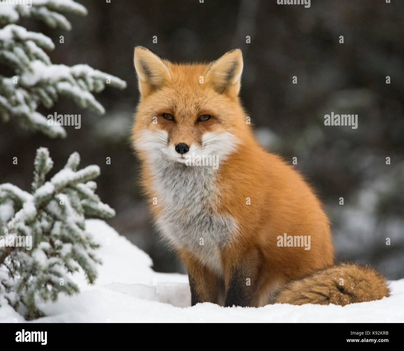 Red Fox in Winter Stock Photo - Alamy