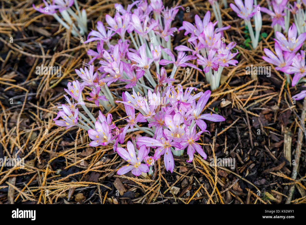 Purple autumn crocus, colchicum 'Waterlily', flowering in September at ...