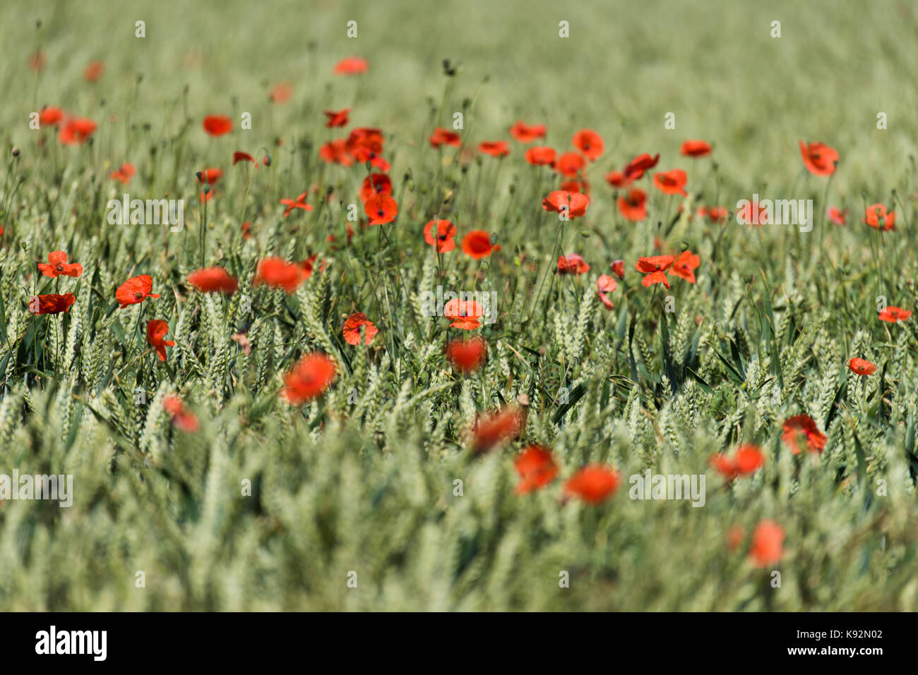 Scenic close-up of field on flat arable farmland - bright red poppy ...