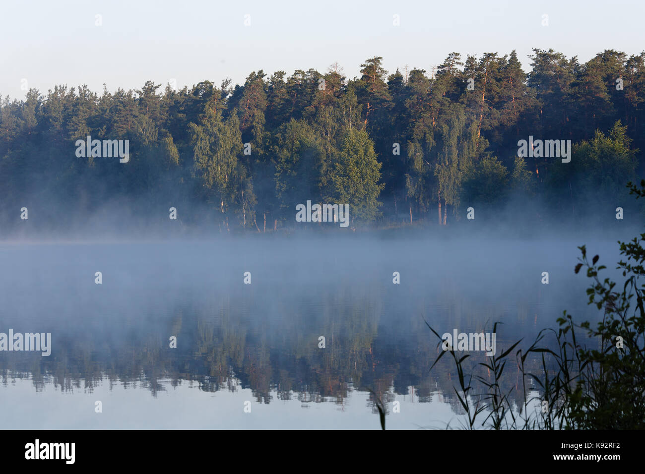Morning fog over the surface of the lake in the wood Stock Photo - Alamy