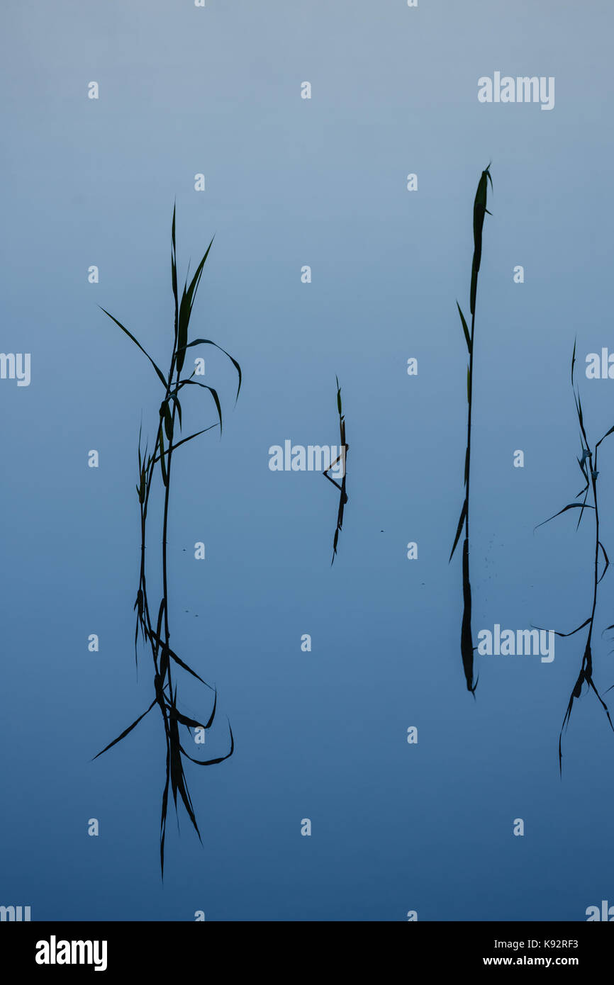 Reed and its reflection in water of the lake covered with fog Stock ...