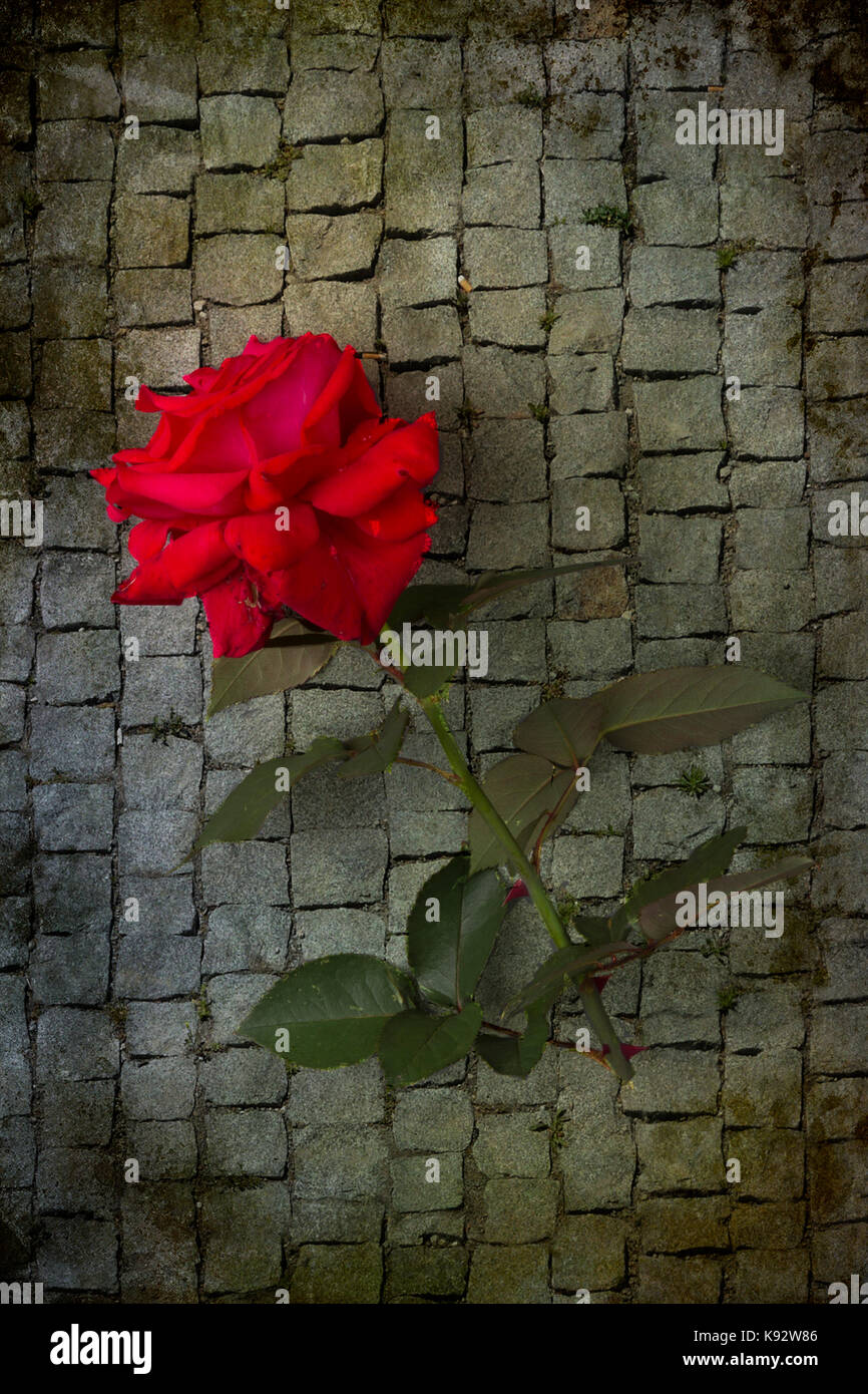 Streets roads english flowers hi-res stock photography and images - Alamy