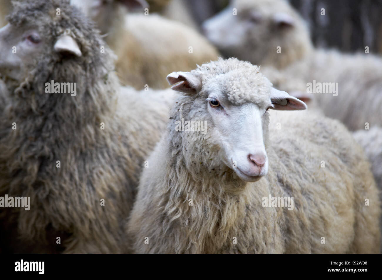 Sheep in altay farm. Grey flock Stock Photo - Alamy
