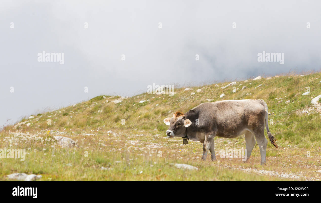 Milk cows in a meadow of grass, Alps, Austria Stock Photo - Alamy