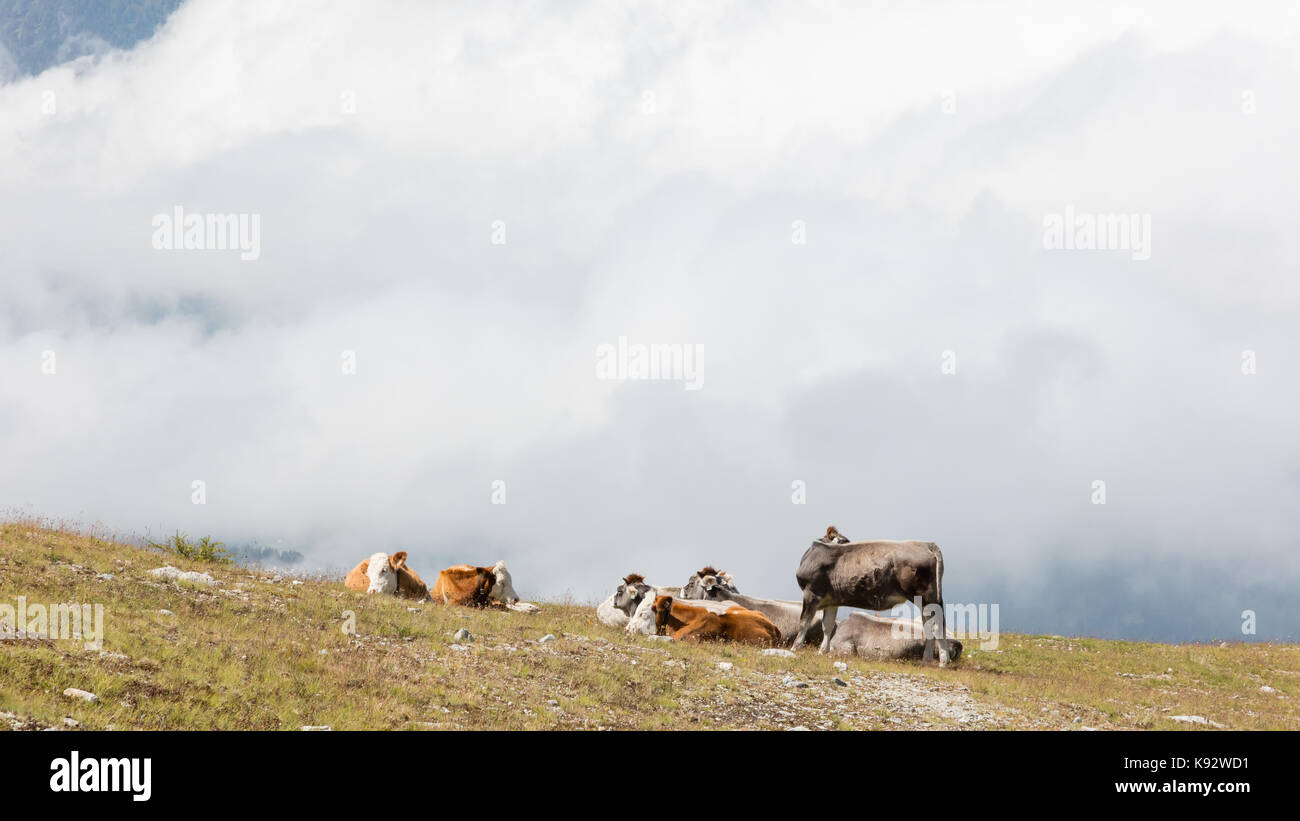 Milk cows in a meadow of grass, Alps, Austria Stock Photo - Alamy