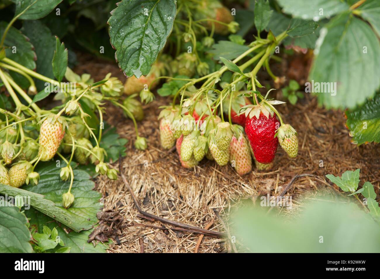 Ripening strawberry. Juicy green foliage Stock Photo - Alamy