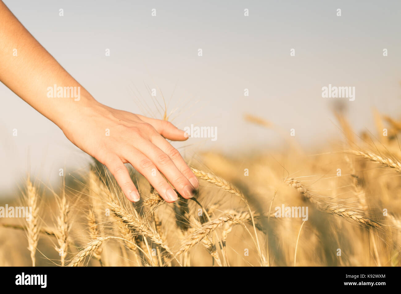 Image of wheat field and human's hand Stock Photo - Alamy