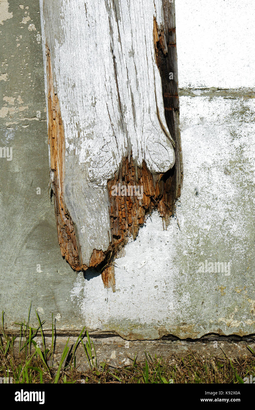 Dry rot timber white background hi-res stock photography and images - Alamy