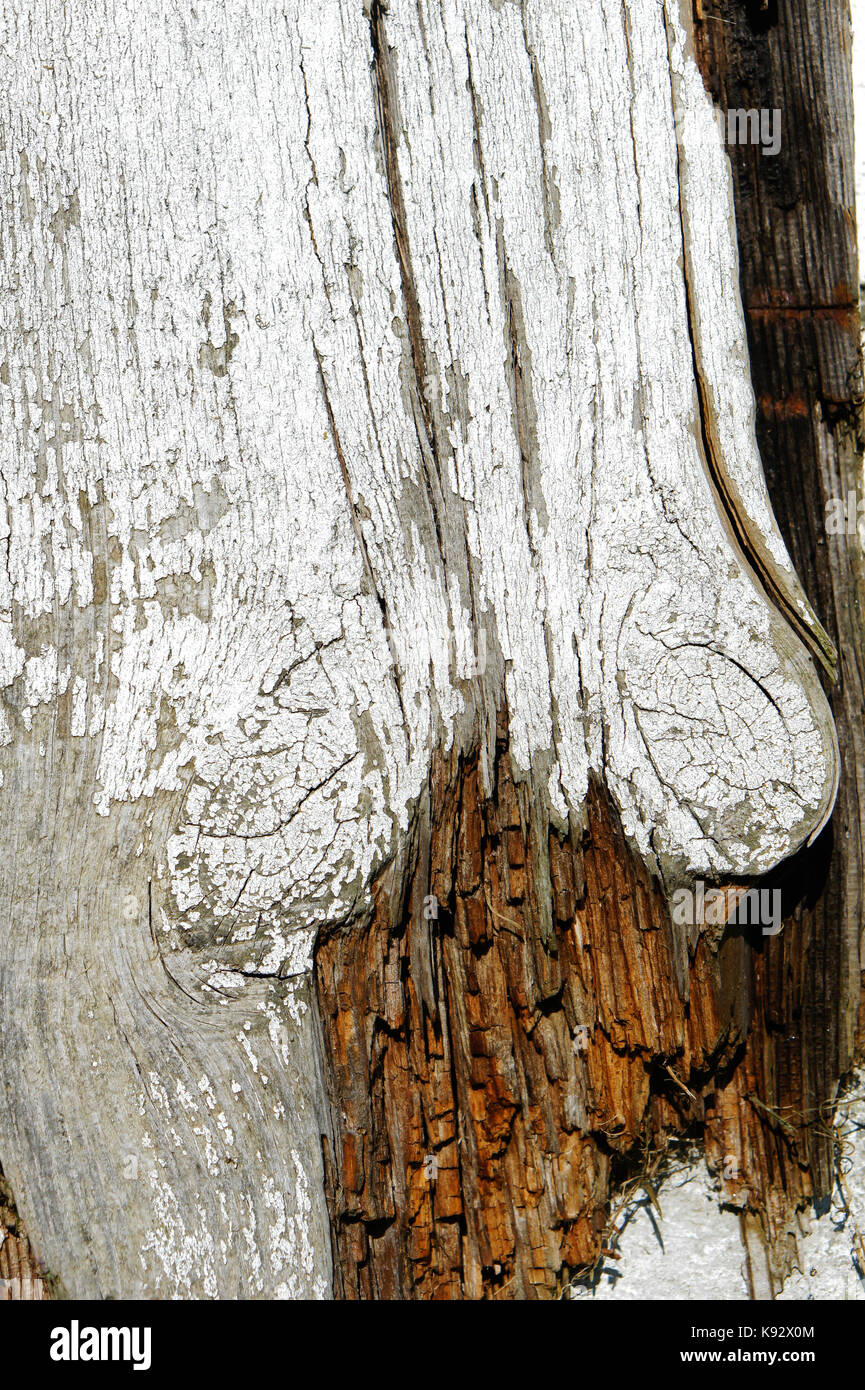Part of a rotten wooden plank Stock Photo - Alamy