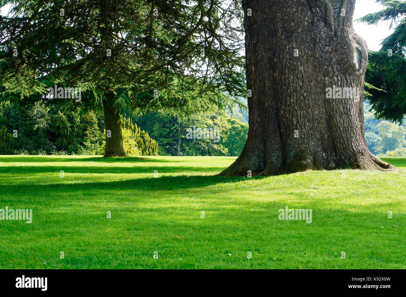 A low down view of some english countryside in the summer sun Stock ...