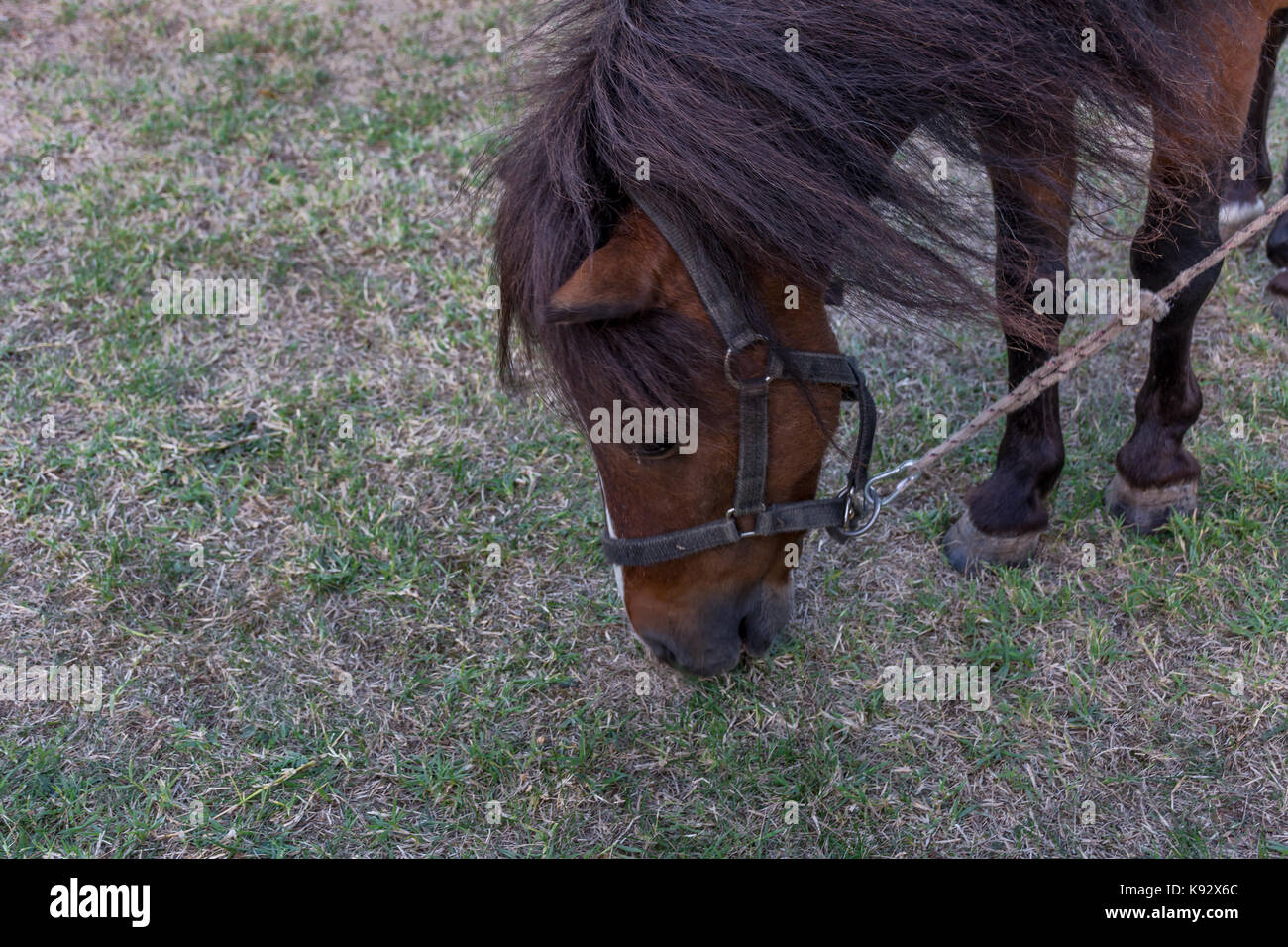 Pony horse brown color Stock Photo - Alamy