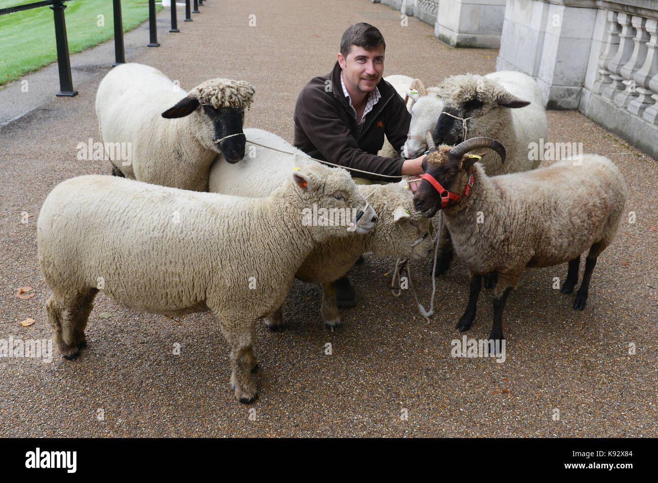 Rare sheep are seen grazing in London’s Green Park for the first time ...