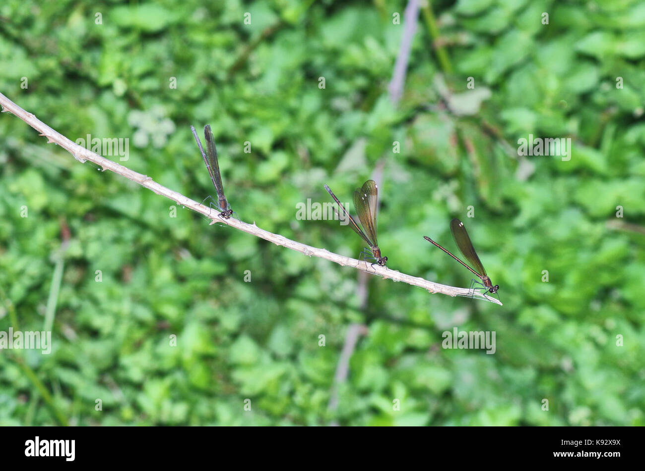 three dragonfly lined in a row on a branch Stock Photo - Alamy