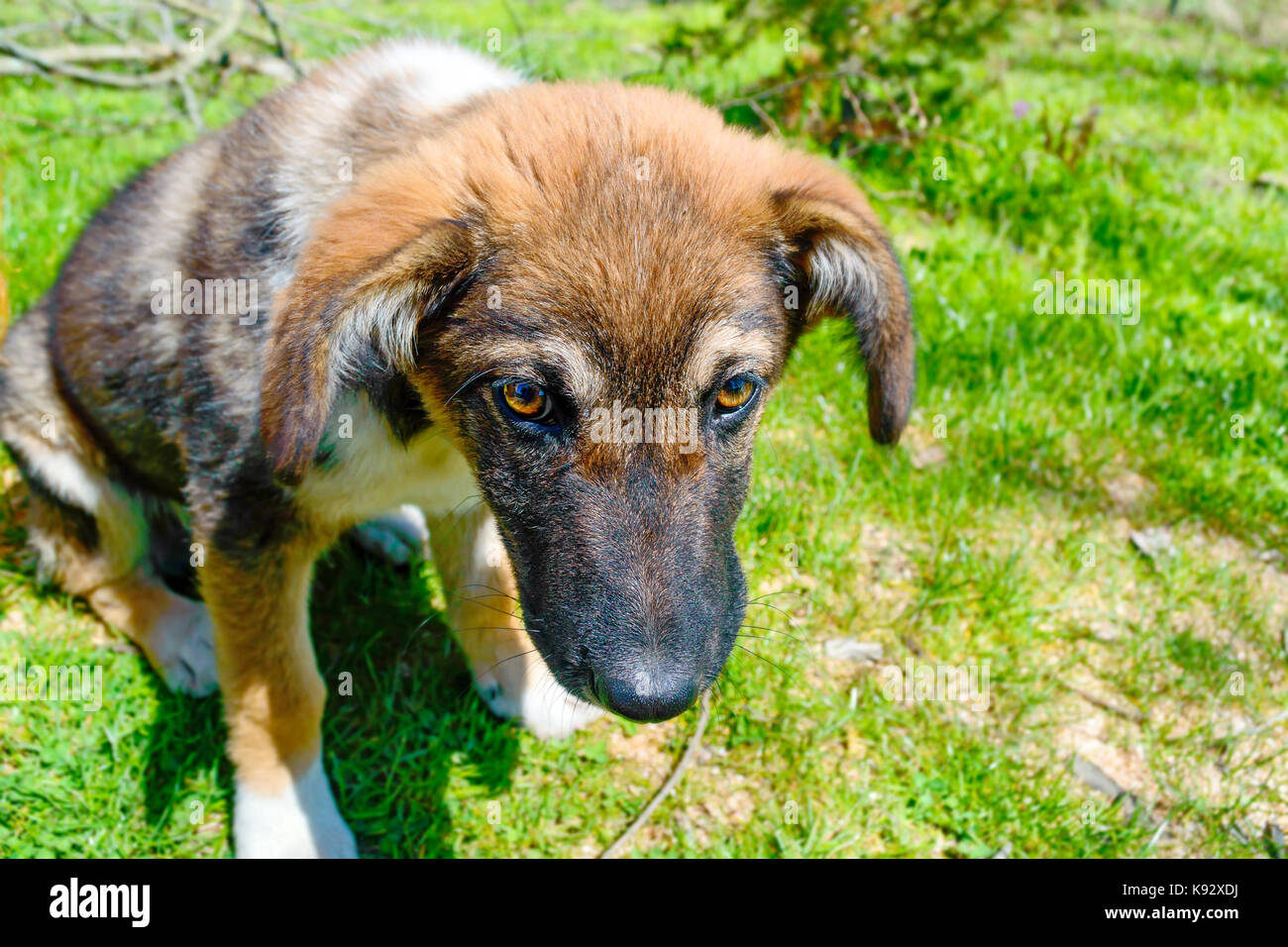 Close up cute puppy outdoors Stock Photo - Alamy