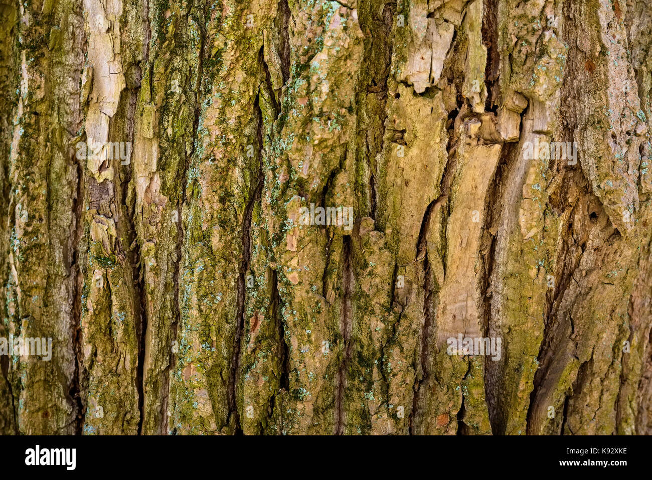 Old bark macro Stock Photo - Alamy