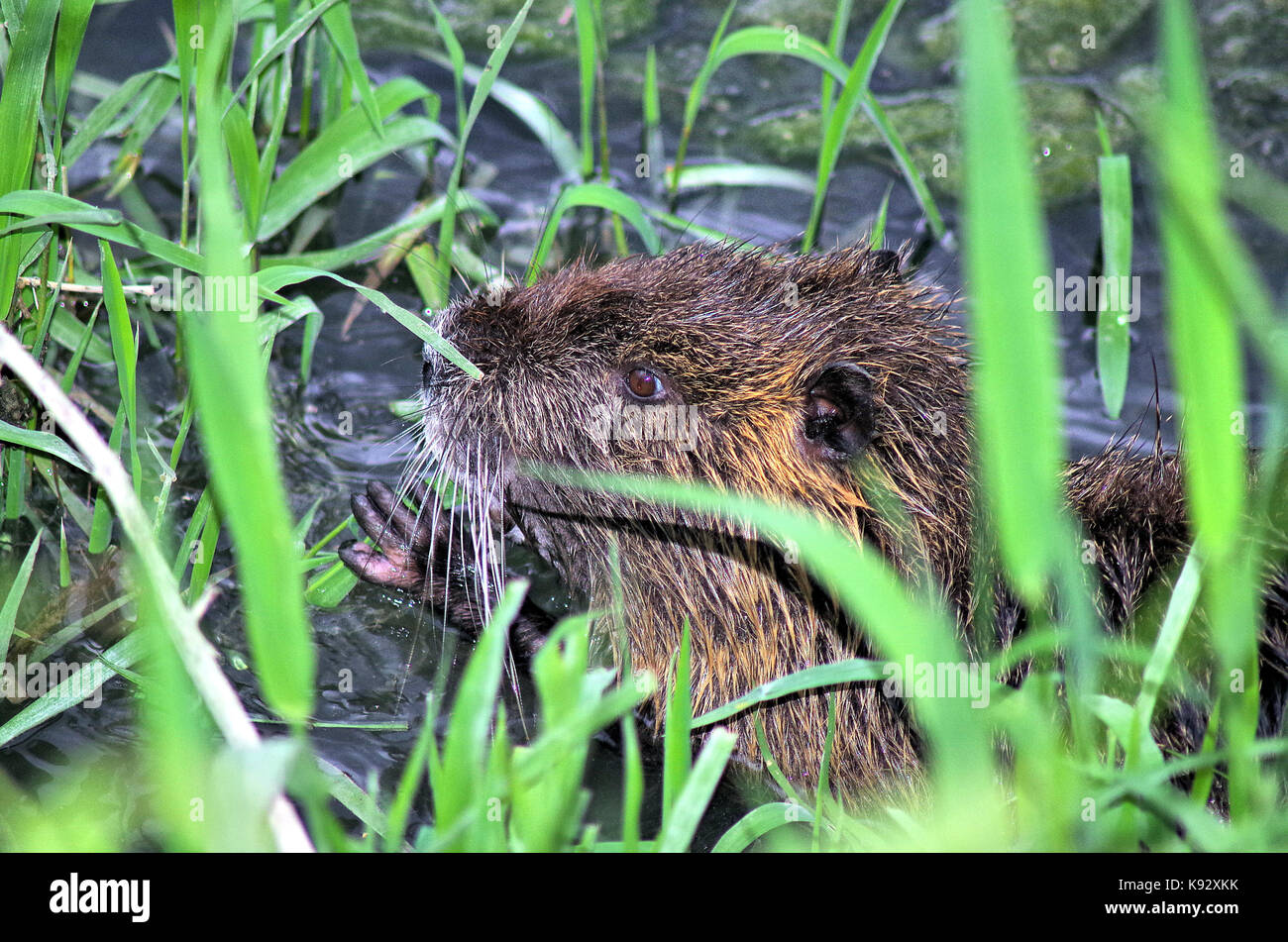 closeup view of nutria swimming in the river Stock Photo - Alamy