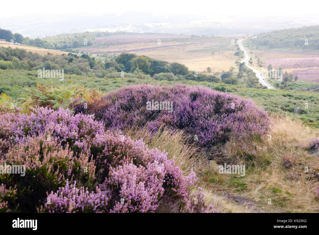 Derbyshire, UK - 28 Aug 2015: Pink heather in flower on the hills ...