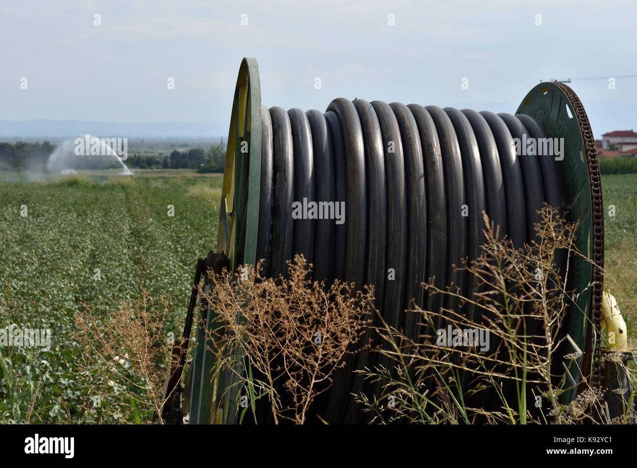 Cotton field with running irrigation, closeup of technical solution for ...
