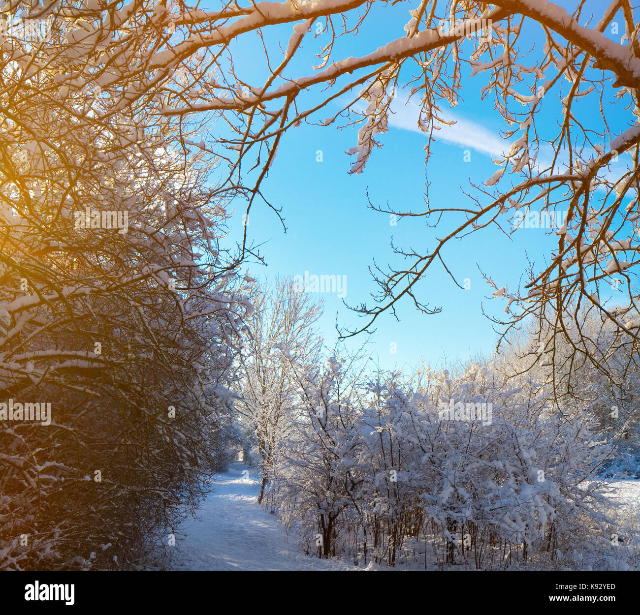 winter landscape with morning sun Stock Photo - Alamy