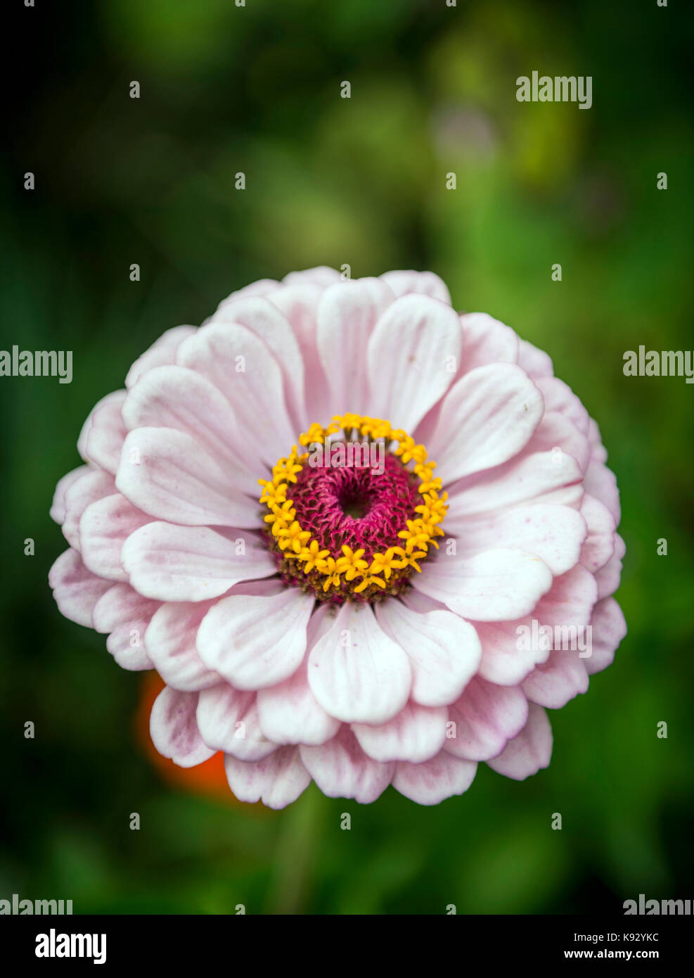 Flower target hi-res stock photography and images - Alamy