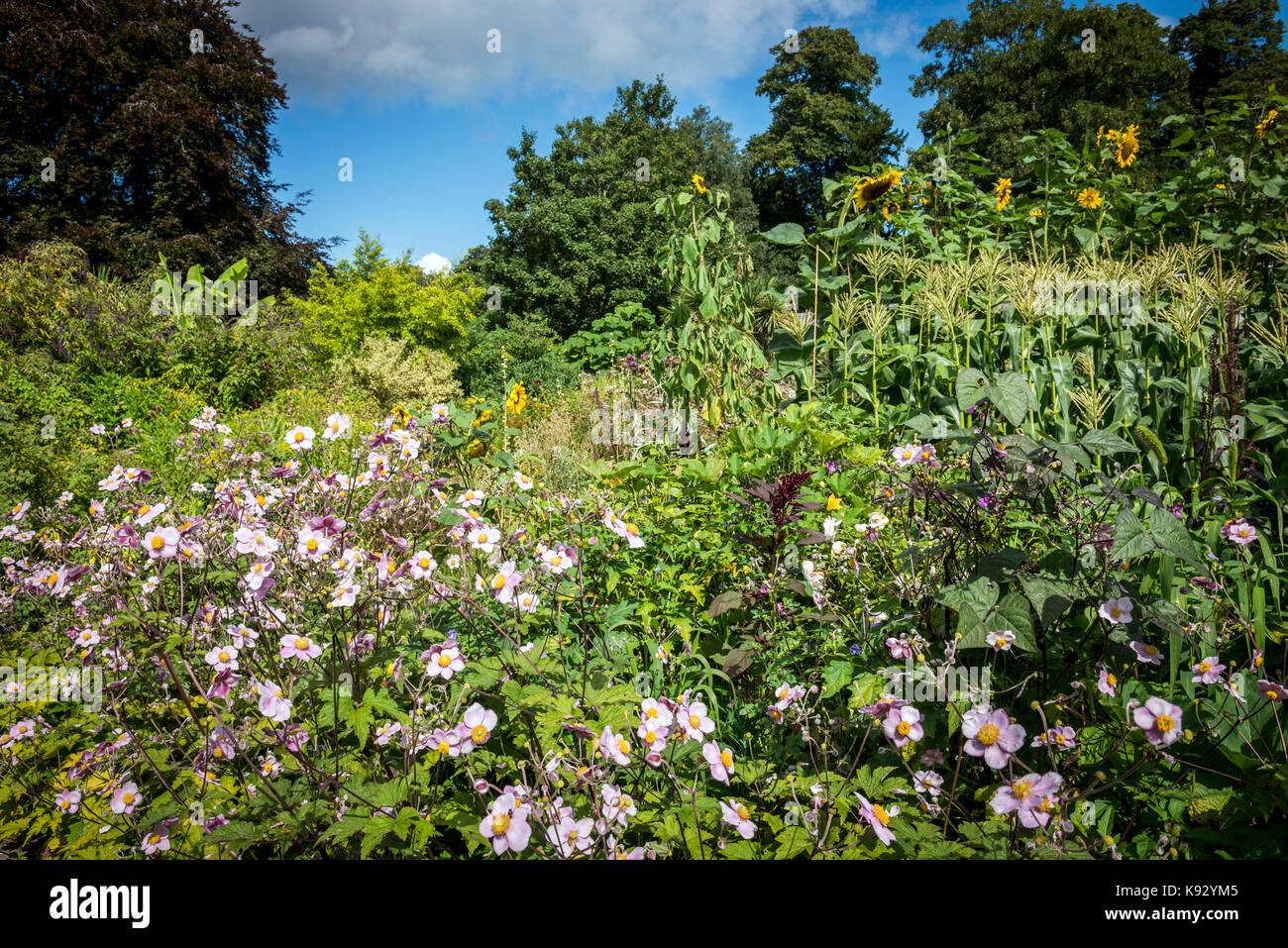 The English walled garden of Quex House near Birchington-on-Sea in Kent ...