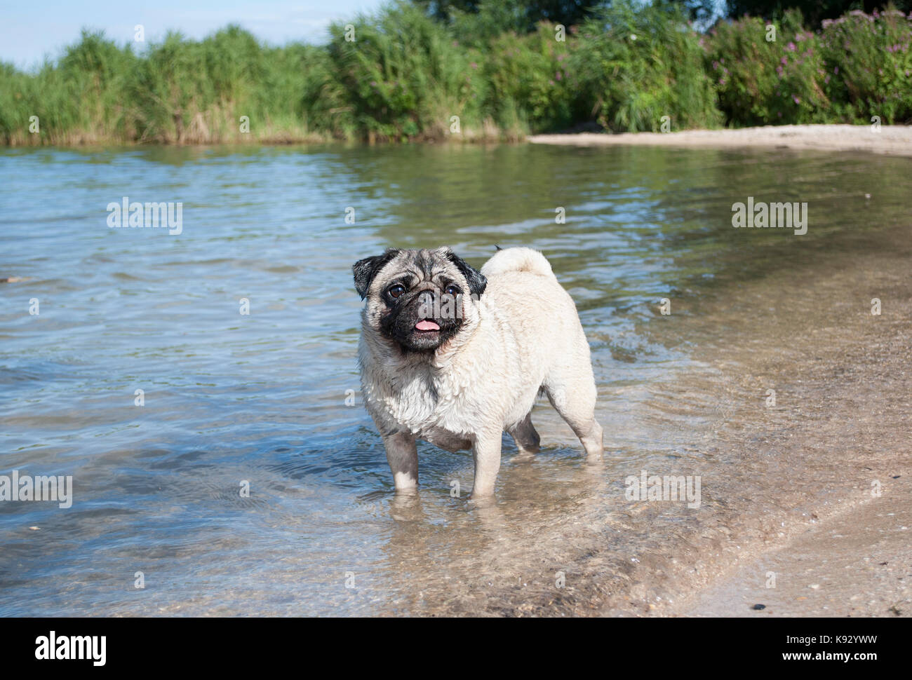 Can A Pug Swim