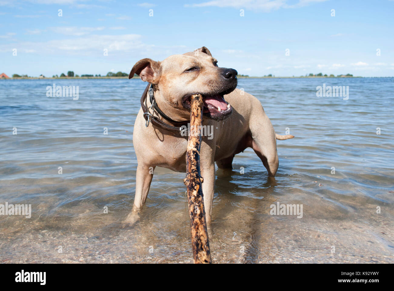 happy healthy staffordshire terrier dog, playing and swimming with ...