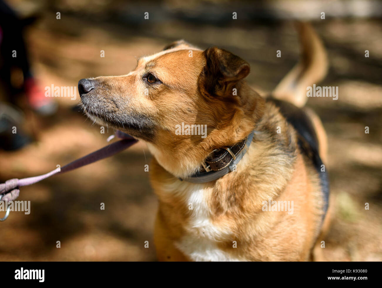 Mongrel dog on a leash in the woods. Active family dog in the nature ...