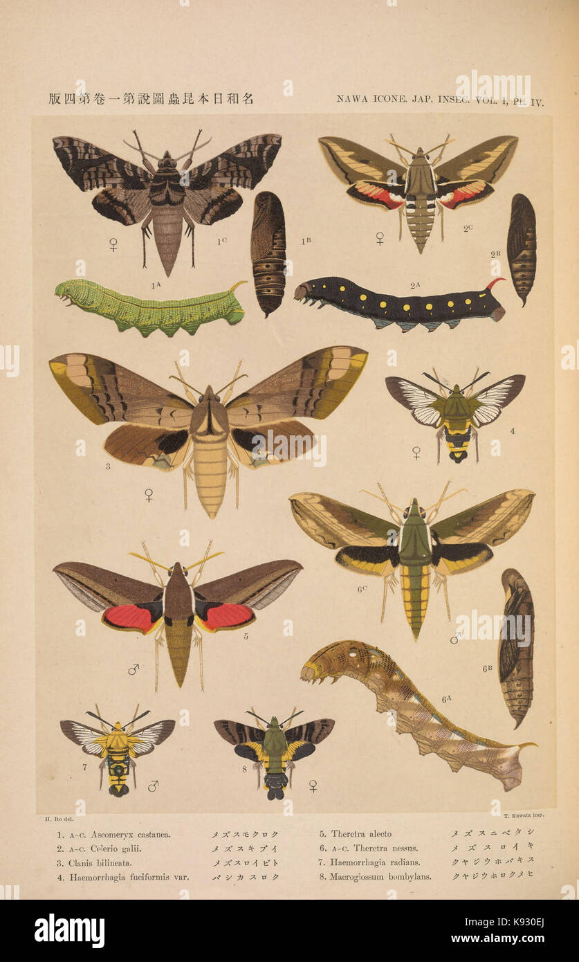 Lepidoptera, Sphingidae (NAWA ICONE. JAP. INSEC. V, PL. IV) BHL38620544 Stock Photo - Alamy