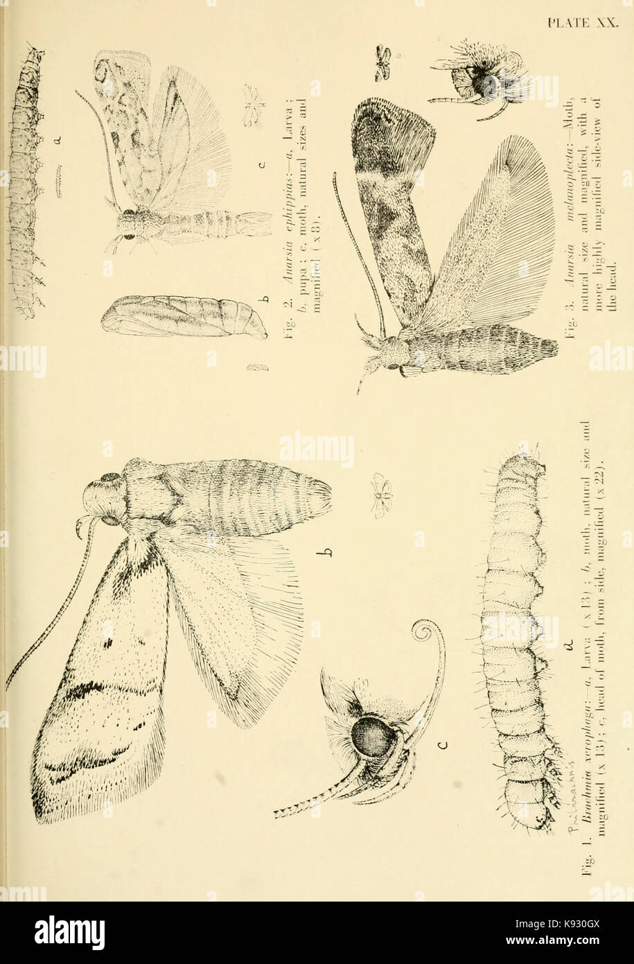 Indian insects hi-res stock photography and images - Alamy