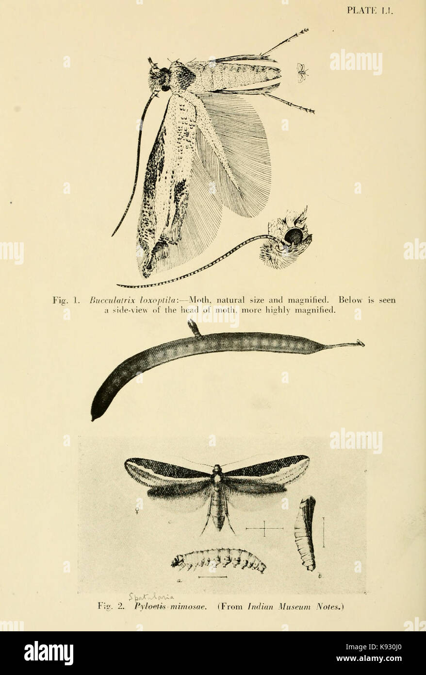 Life histories of Indian insects BHL11511654 Stock Photo - Alamy