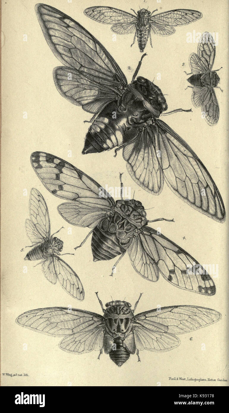 List of the ... homopterous Insects in the ... Museum BHL1202974 Stock ...
