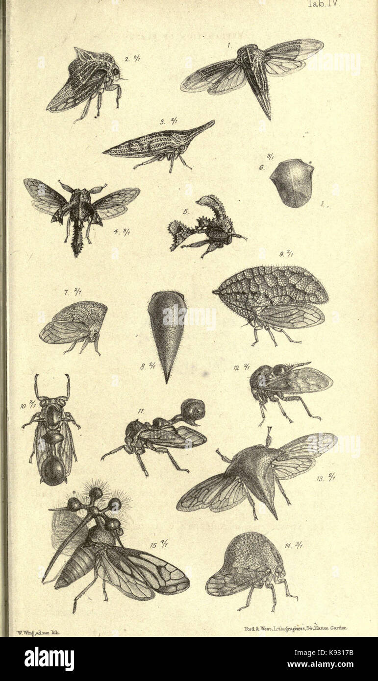 List of the ... homopterous Insects in the ... Museum BHL1202971 Stock ...