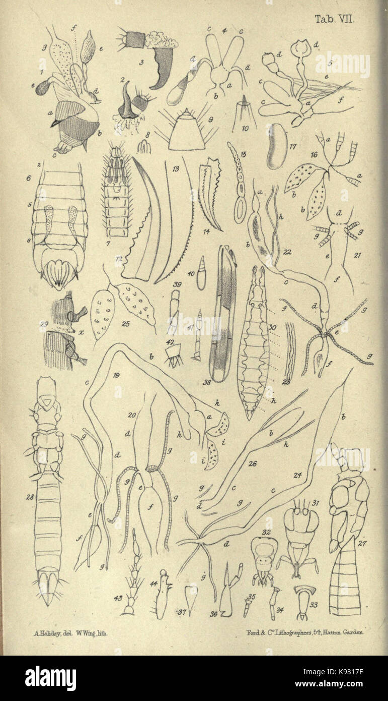 List of the ... homopterous Insects in the ... Museum BHL1203085 Stock ...