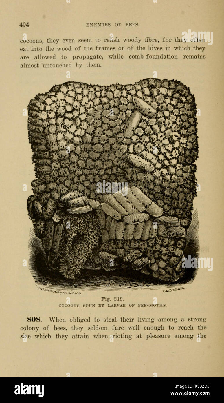 Modern beehive apiary langstroth hi-res stock photography and images ...