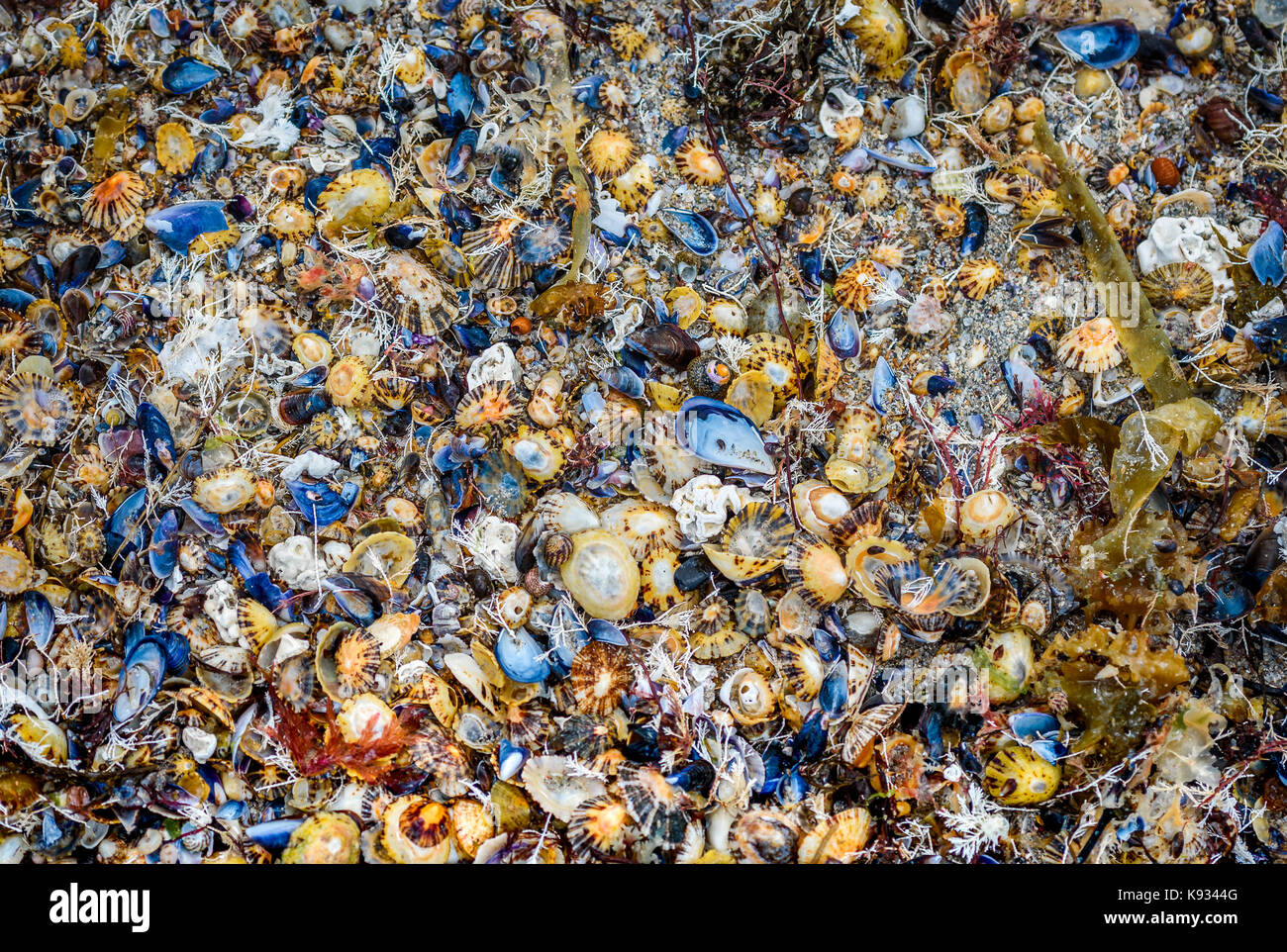 Many sea shells on the sandy beach texture. Colour sea shells and ...