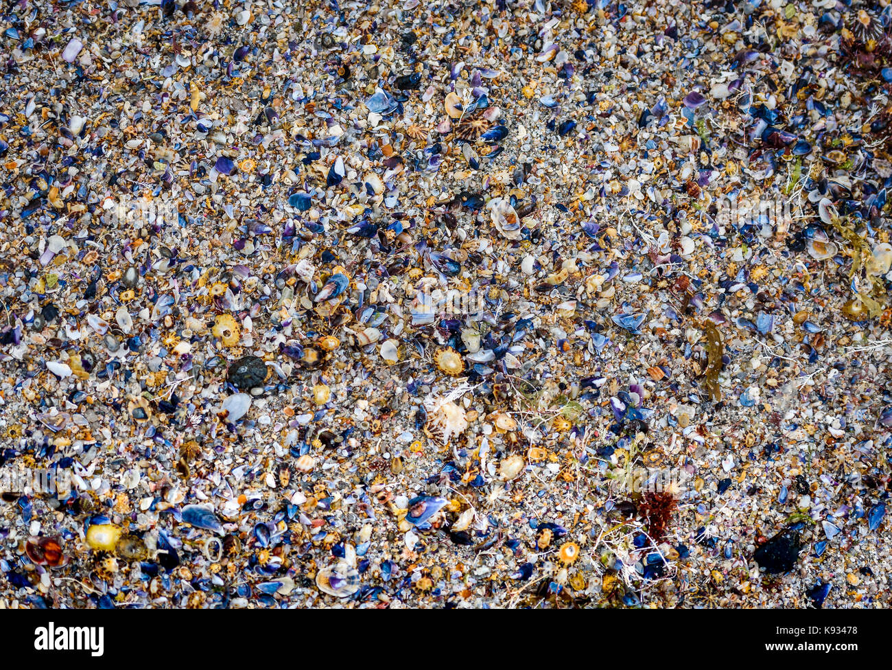 Many sea shells on the sandy beach texture. Colour sea shells and ...