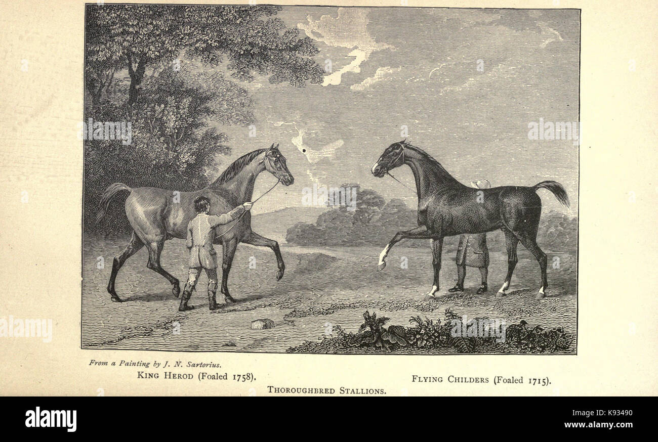 Light horses BHL22077344 Stock Photo - Alamy