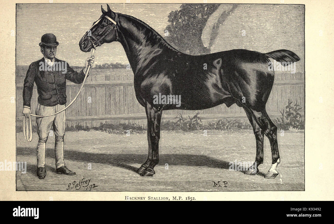 Light horses BHL22077364 Stock Photo - Alamy